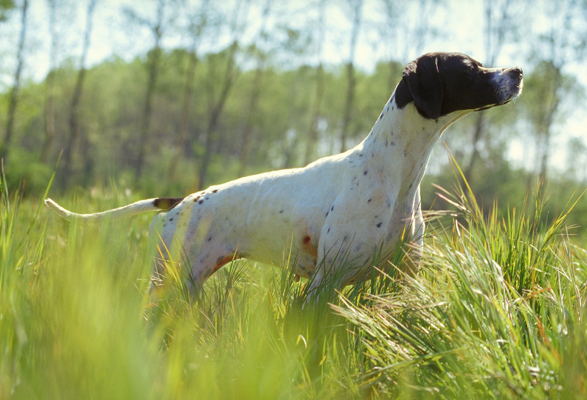 Confederate Dog in the Civil War: Sawbuck - America Comes Alive