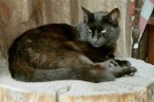 Dog Story Stolen by a Cat