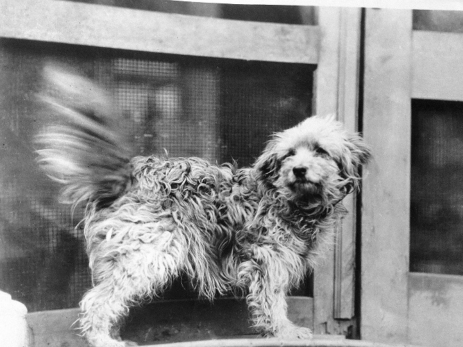 Rags: World War I Dog Hero - America Comes Alive