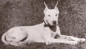 The Pets of Woodrow Wilson (1856-1924) - America Comes Alive