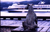 Bull Terrier as Greeter in Alaska
