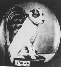 A Civil War Dog: Harvey and the Barking Dog Regiment of Ohio - America ...